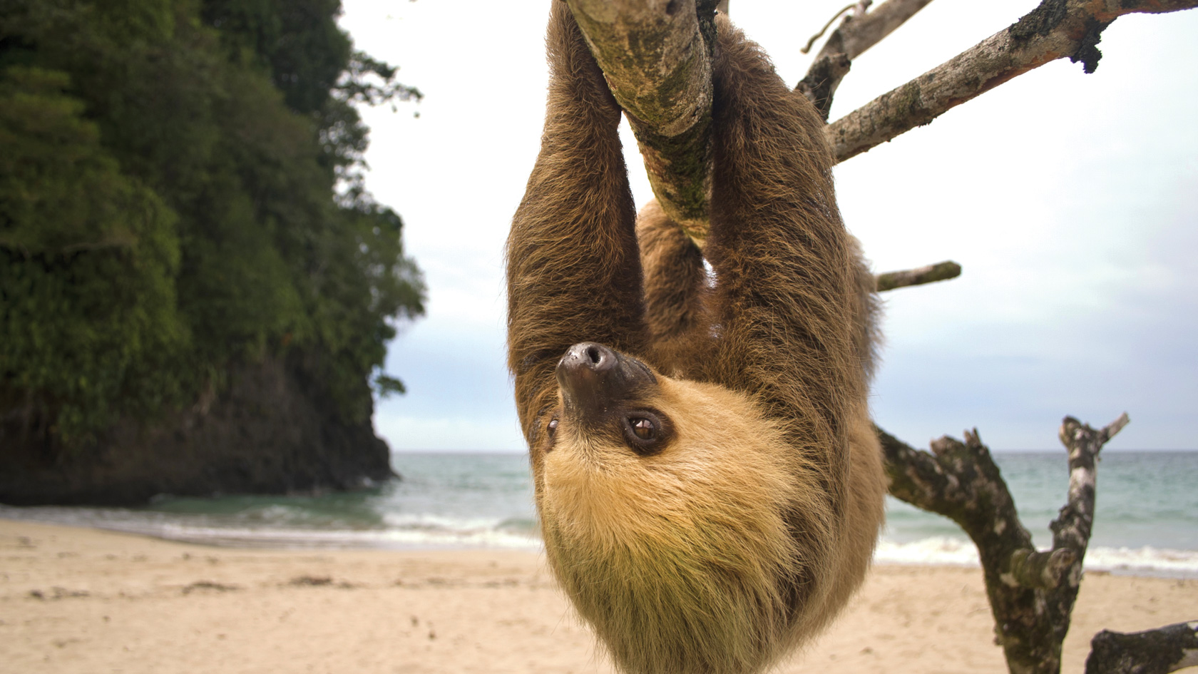 10 Amazing Species to See on an Ecotour Vacation in Panama