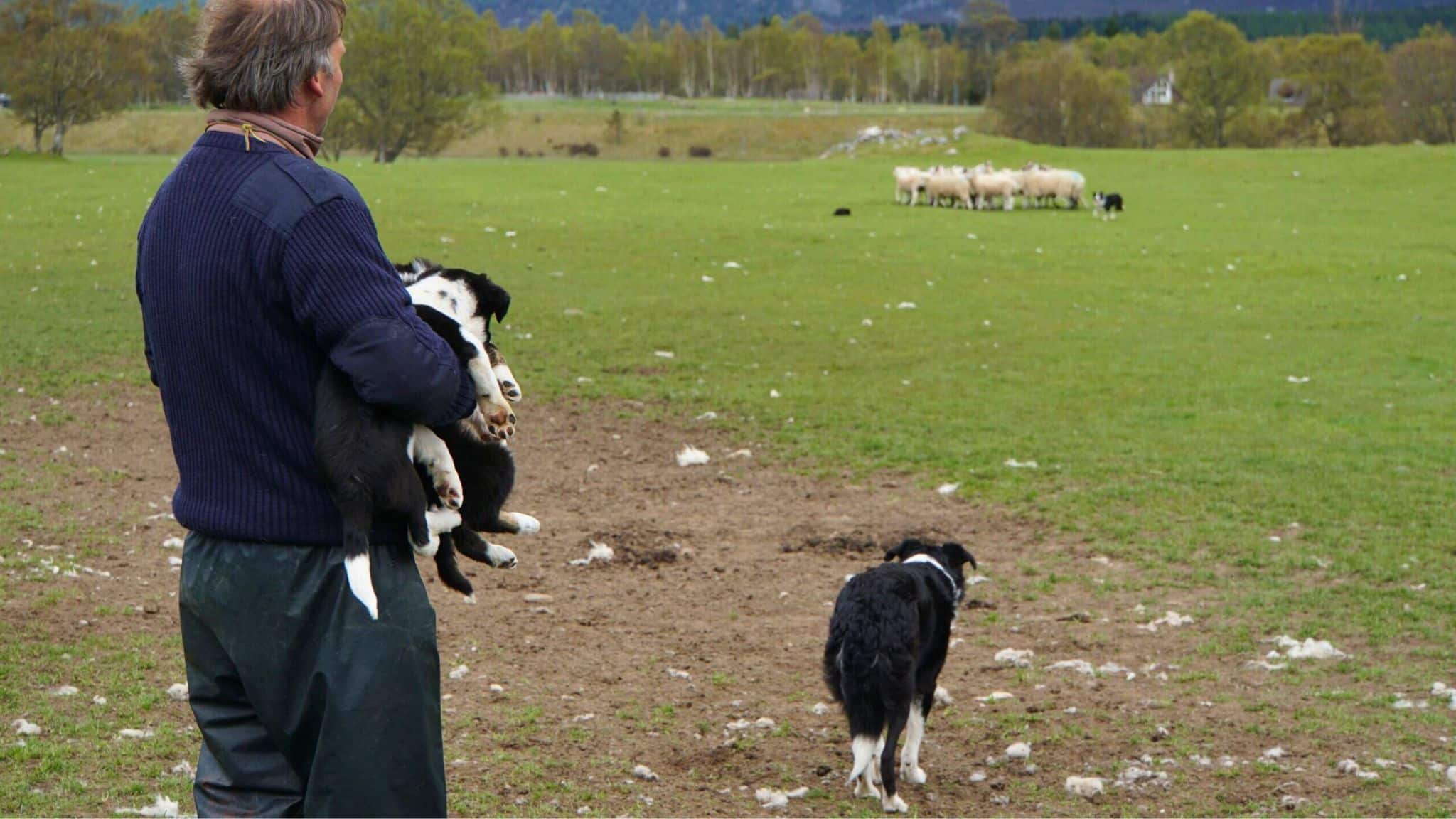 From Highland Drovers to Cowboy Trails: Walking Scotland’s Living History